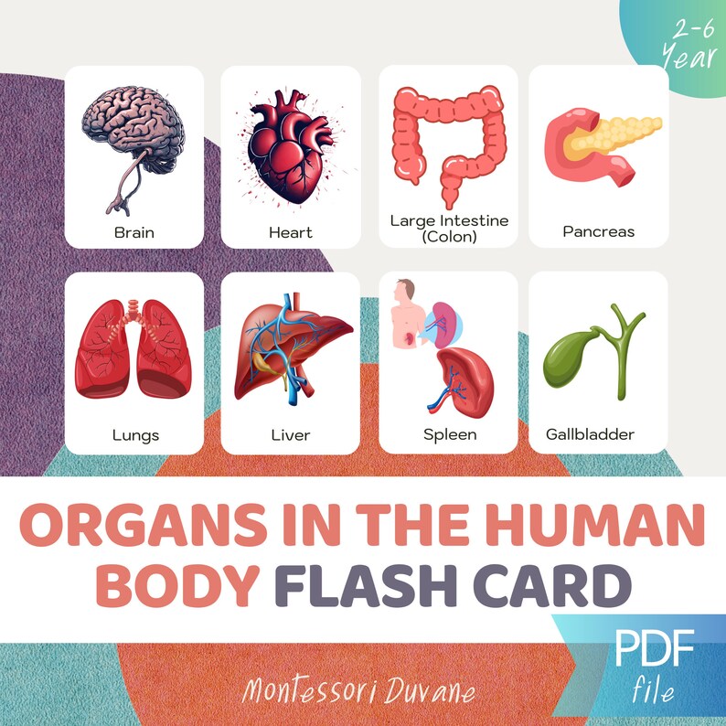 Human Organs Flashcards, Montessori Flash Cards, Pre-school Cards ...
