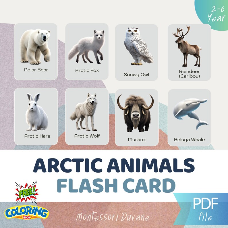Arctic Animals Flash Cards, Montessori Flash Cards, Pre-school Cards ...