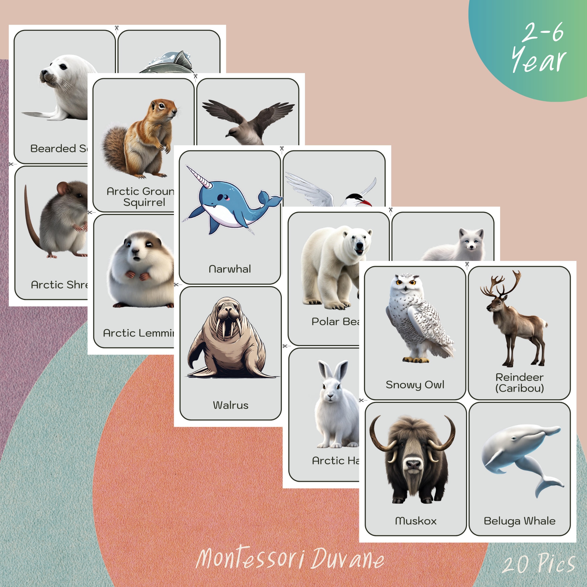 Arctic Animals Flash Cards, Montessori Flash Cards, Pre-school Cards ...