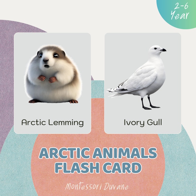 Arctic Animals Flash Cards, Montessori Flash Cards, Pre-school Cards ...