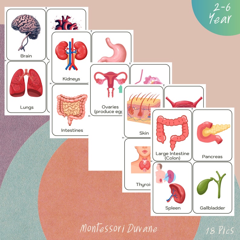 Human Organs Flashcards, Montessori Flash Cards, Pre-school Cards ...