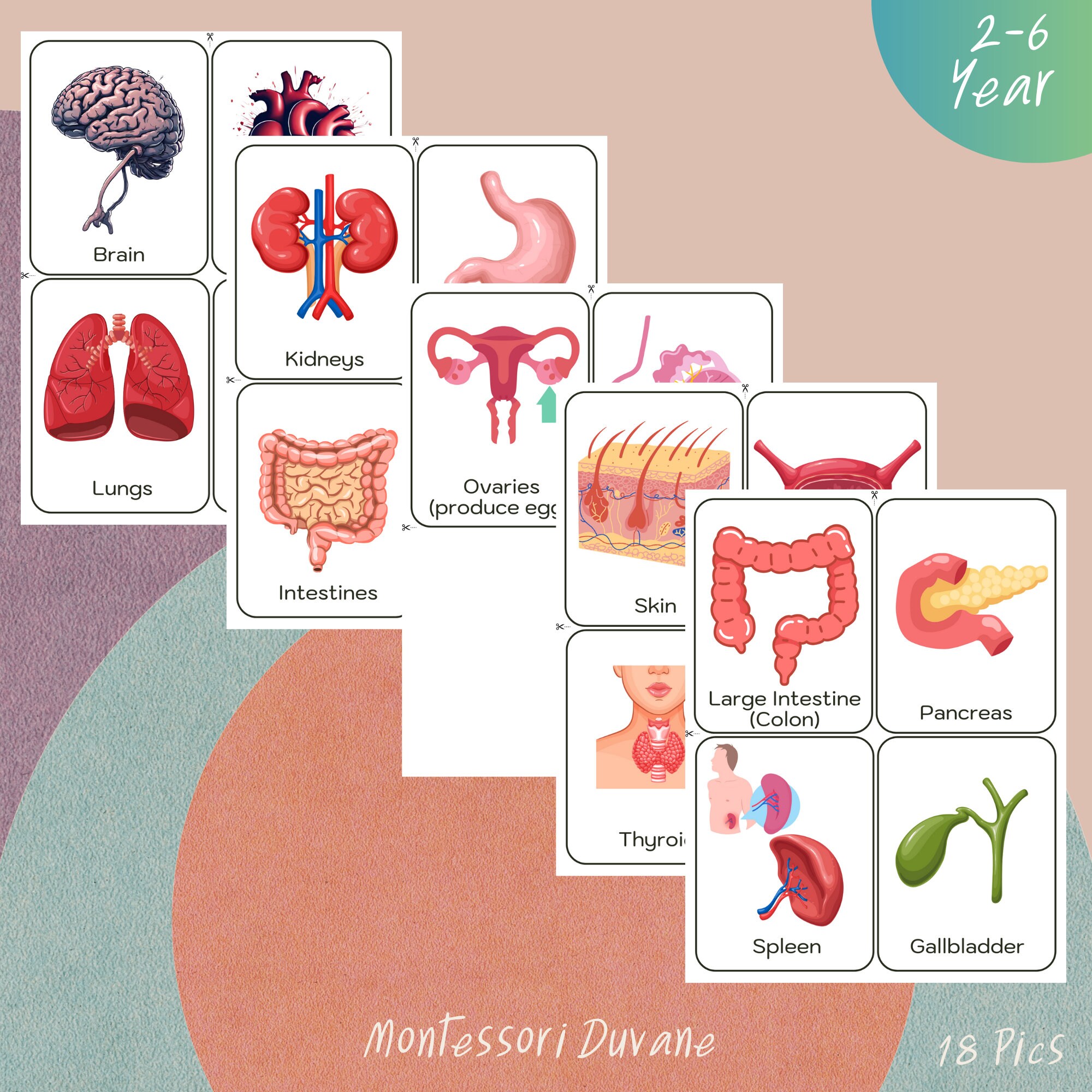 Human Organs Flashcards, Montessori Flash Cards, Pre-school Cards ...