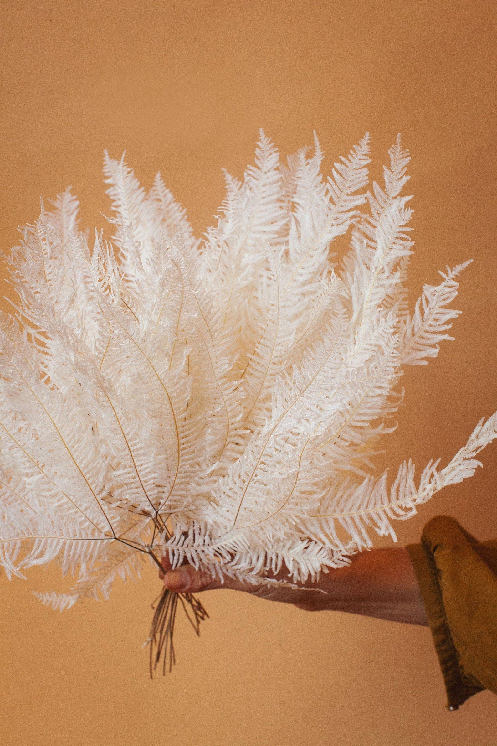 White Star Fern - Etsy