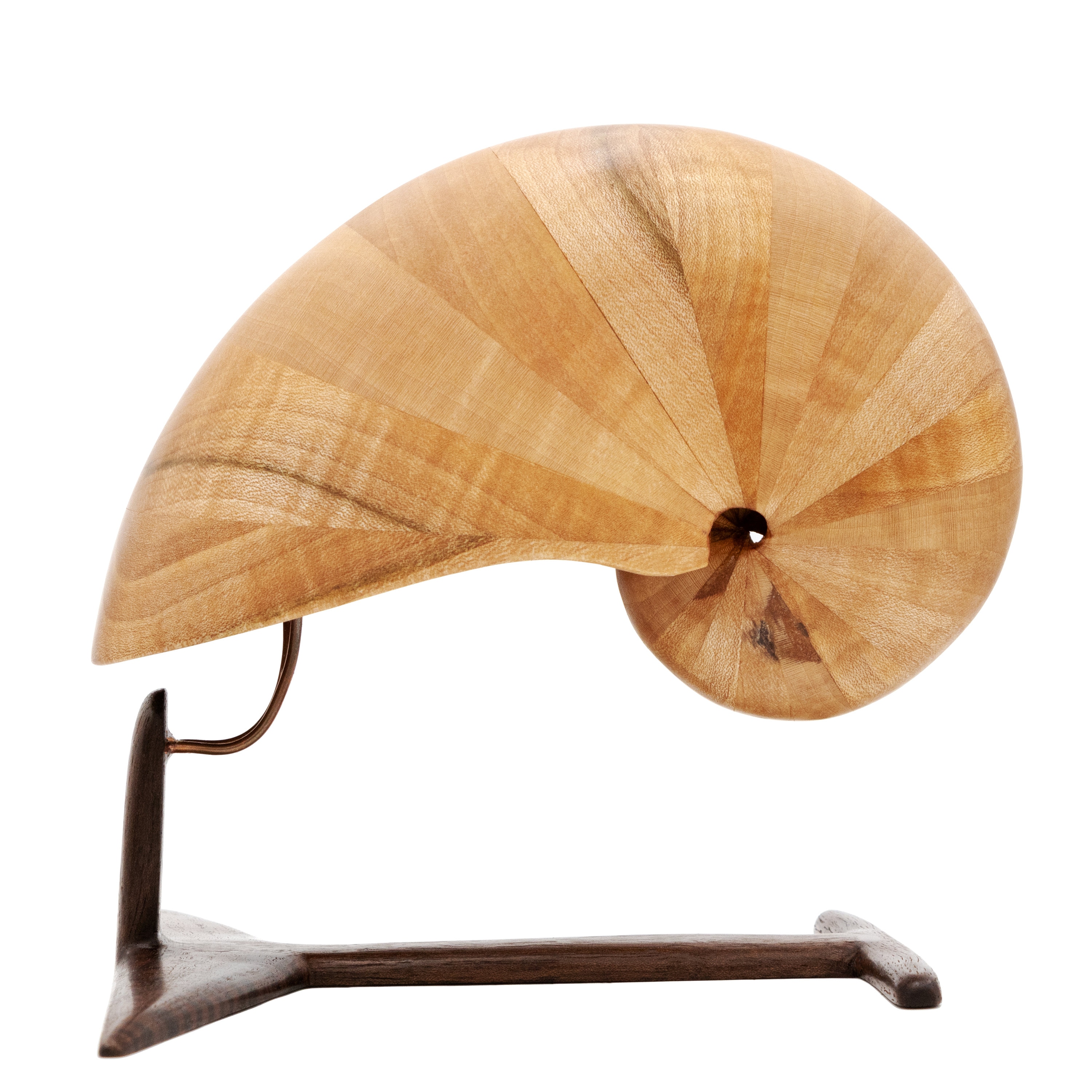 Bespoke Wooden Nautilus Shell Sculpture – Spalted Maple - Etsy