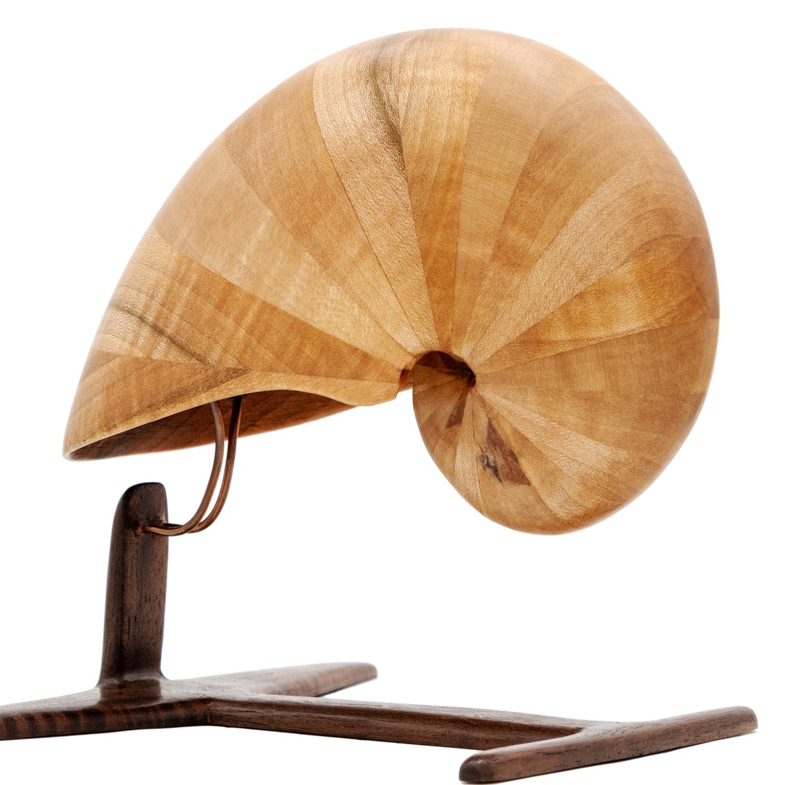 Bespoke Wooden Nautilus Shell Sculpture – Spalted Maple - Etsy