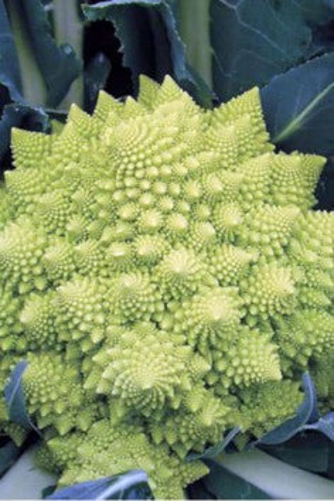 Cauliflower Romanesco Veronica 5 Seeds / Seeds ORGANIC - Etsy