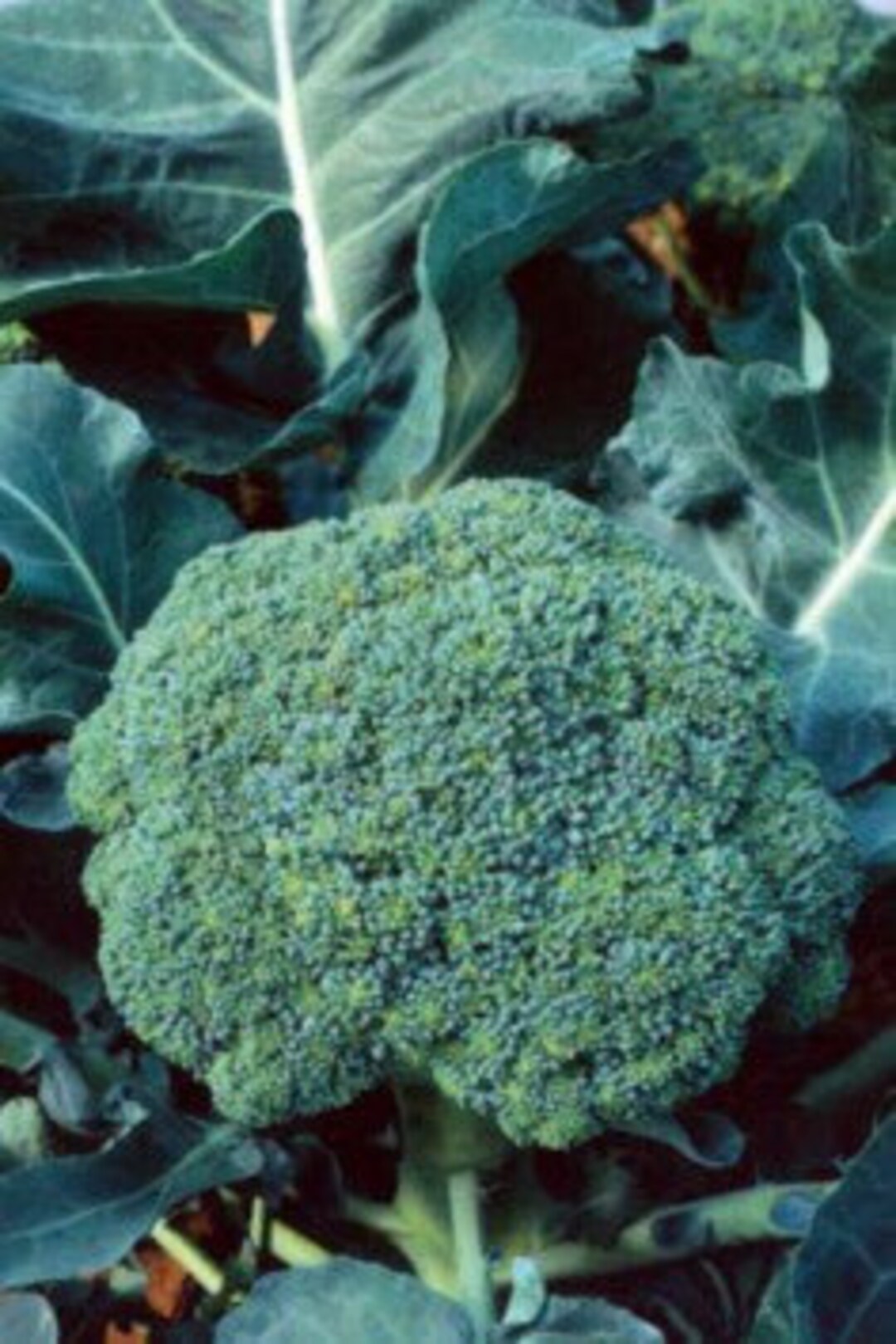 Calabrese Green Broccoli Cabbage 100 Seeds / ORGANIC Seeds - Etsy