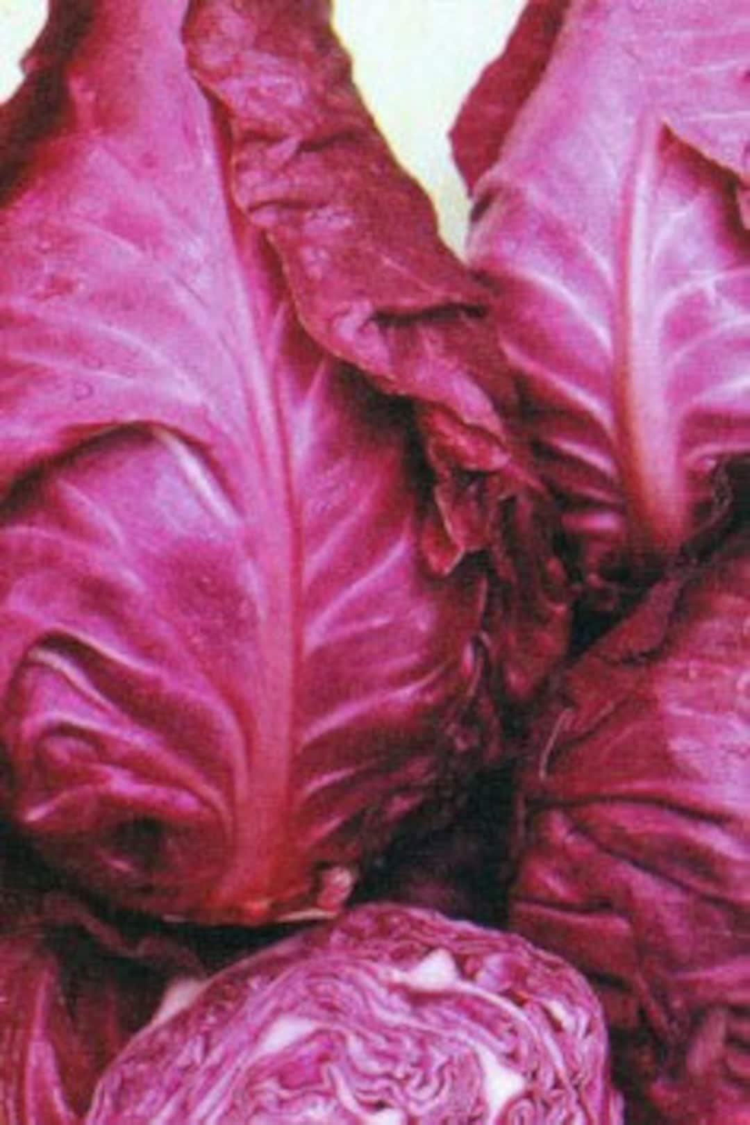Kalibos Red Cabbage 50 Seeds / ORGANIC Seeds - Etsy