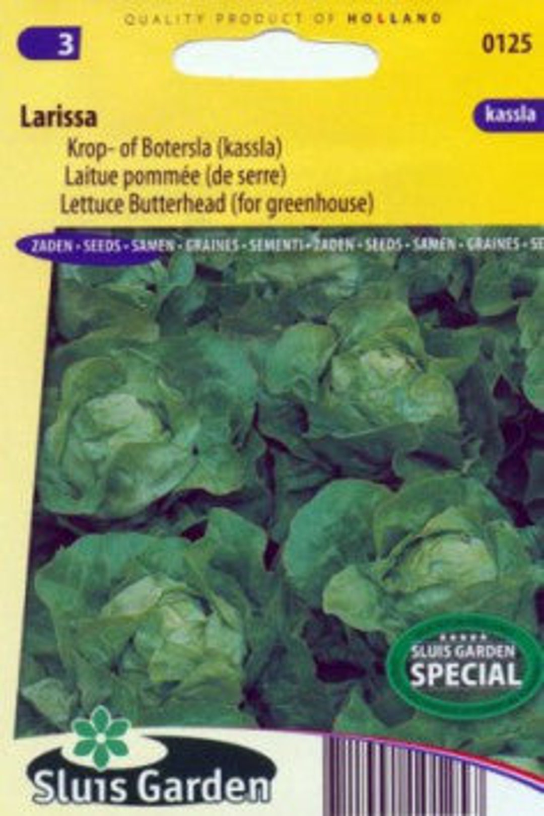 Head Greenhouse Lettuce Larissa 30 Seeds / Seeds ORGANIC - Etsy