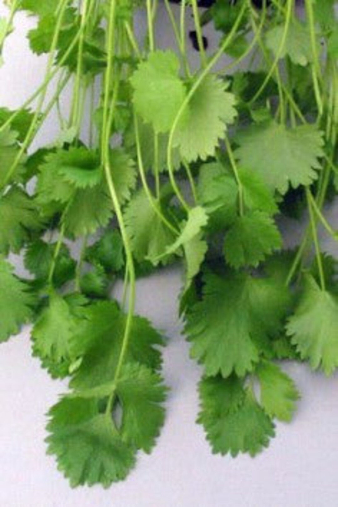 Green Anise 50 Seeds / ORGANIC Seeds - Etsy
