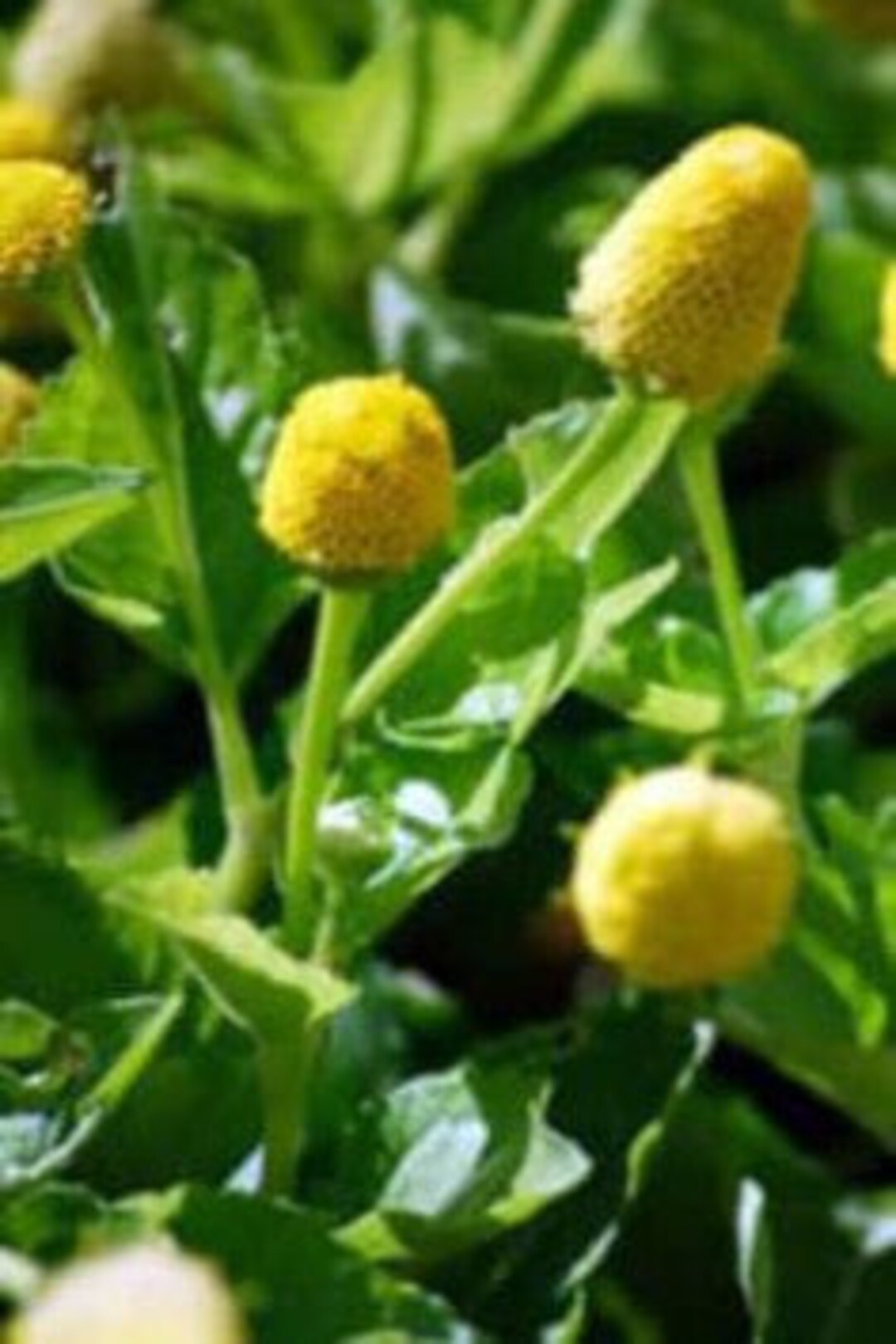 Brede Mafane 25 Seeds / ORGANIC Seeds - Etsy Australia