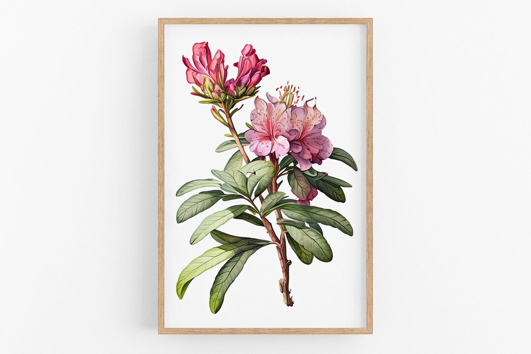 Rhododendron Flower Print Wall Art No.66 | Rhododendron Art Print ...