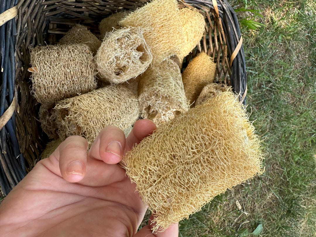 Homegrown Loofah Sponge – Natural ~5” Bath or Kitchen Scrubber ...