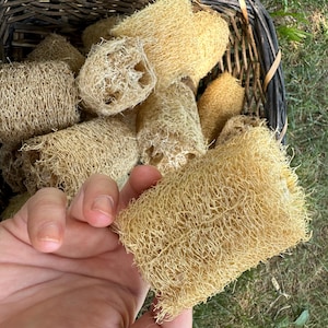 Homegrown Loofah Sponge – Natural ~5” Bath or Kitchen Scrubber ...
