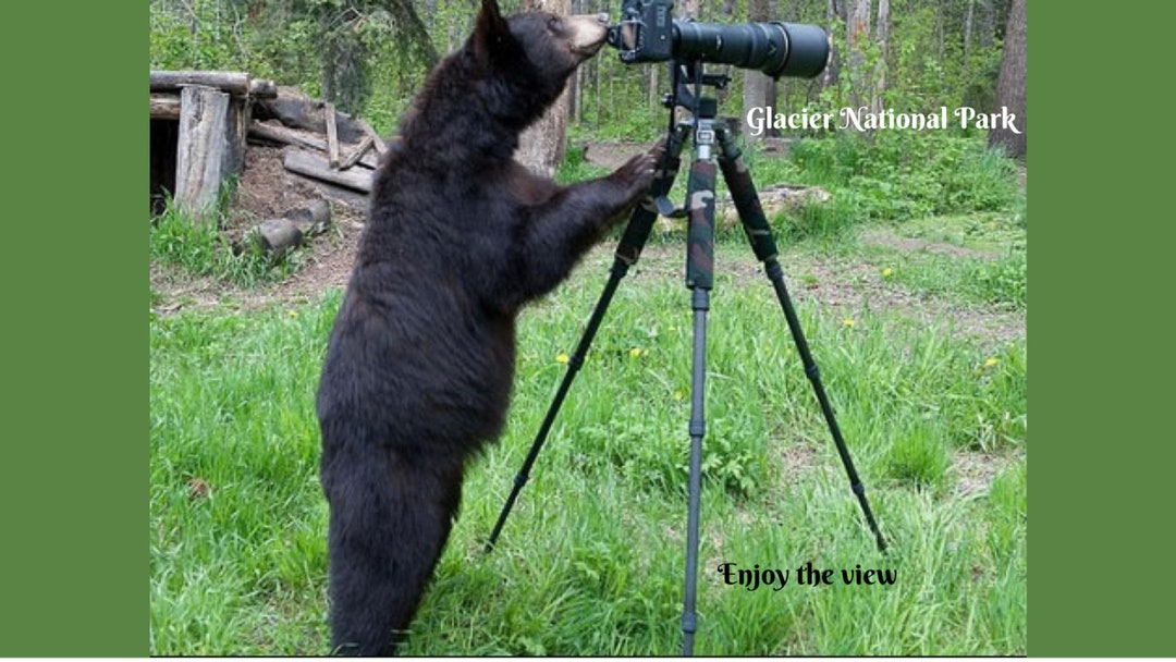 Glacier National Park Bear enjoy the View - Etsy