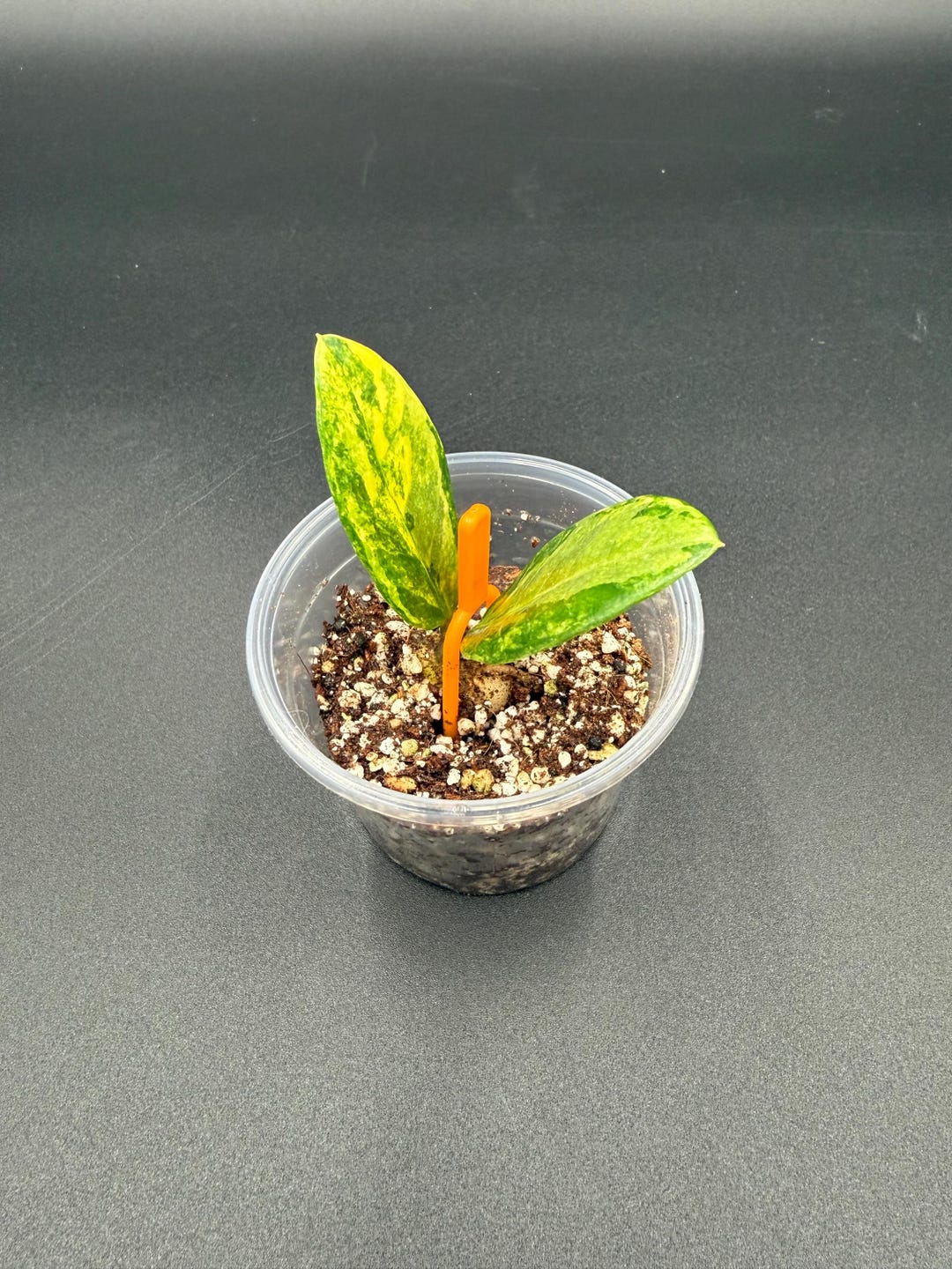 Variegated ZZ Plant, Exact Plant, US Seller, Rare Plant, Free Shipping ...