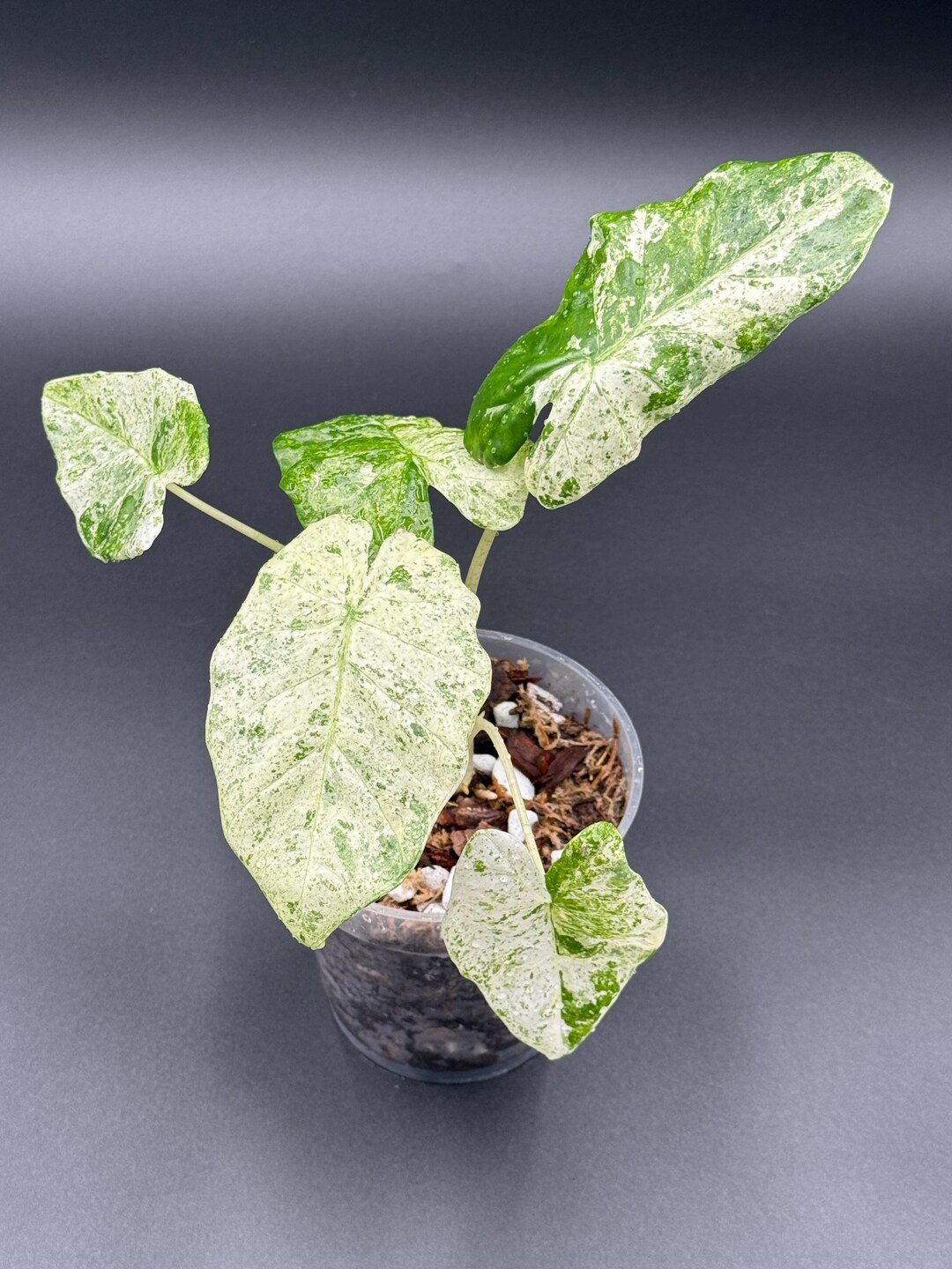 Alocasia Odora Batik Variegated, US Seller, Rare Alocasia - Etsy