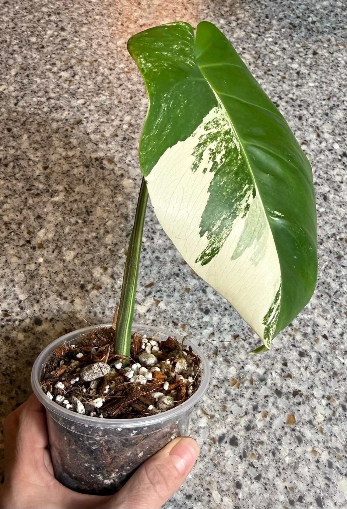 Single Leaf Albo, Rooted Albo Monstera, US Seller, Exact Plant Pictured ...