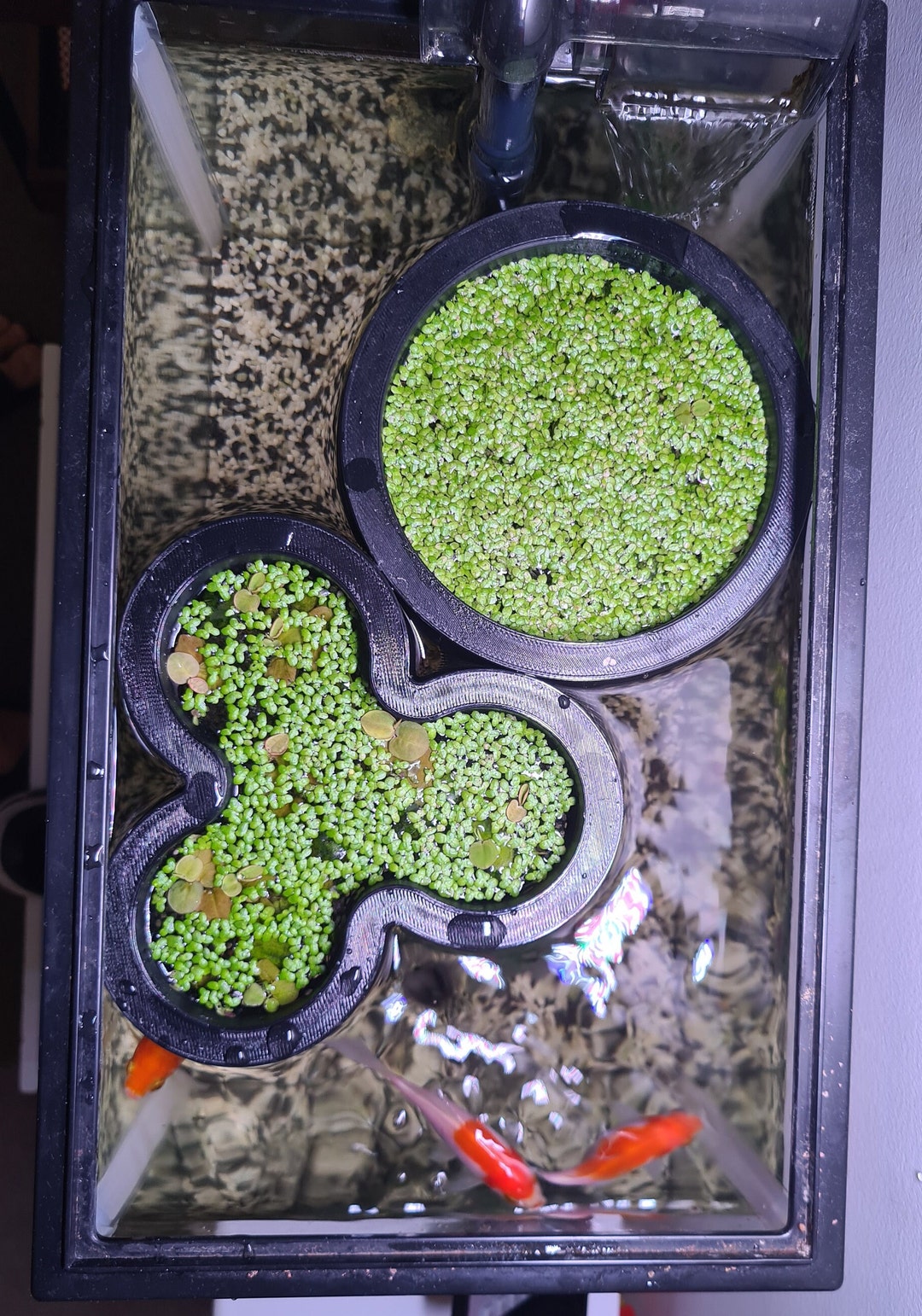 Aquarium Floating Plant Protector - Etsy