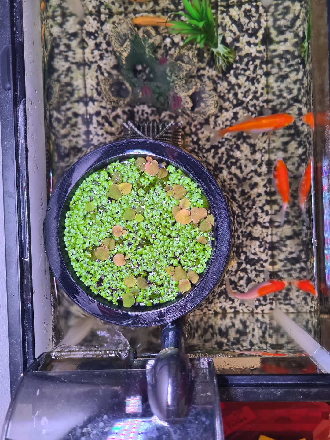 Aquarium Floating Plant Protector - Etsy