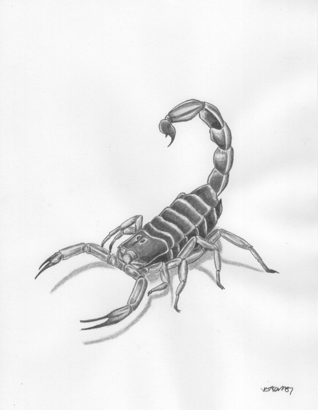 Scorpion - Original Pencil Artwork - Etsy
