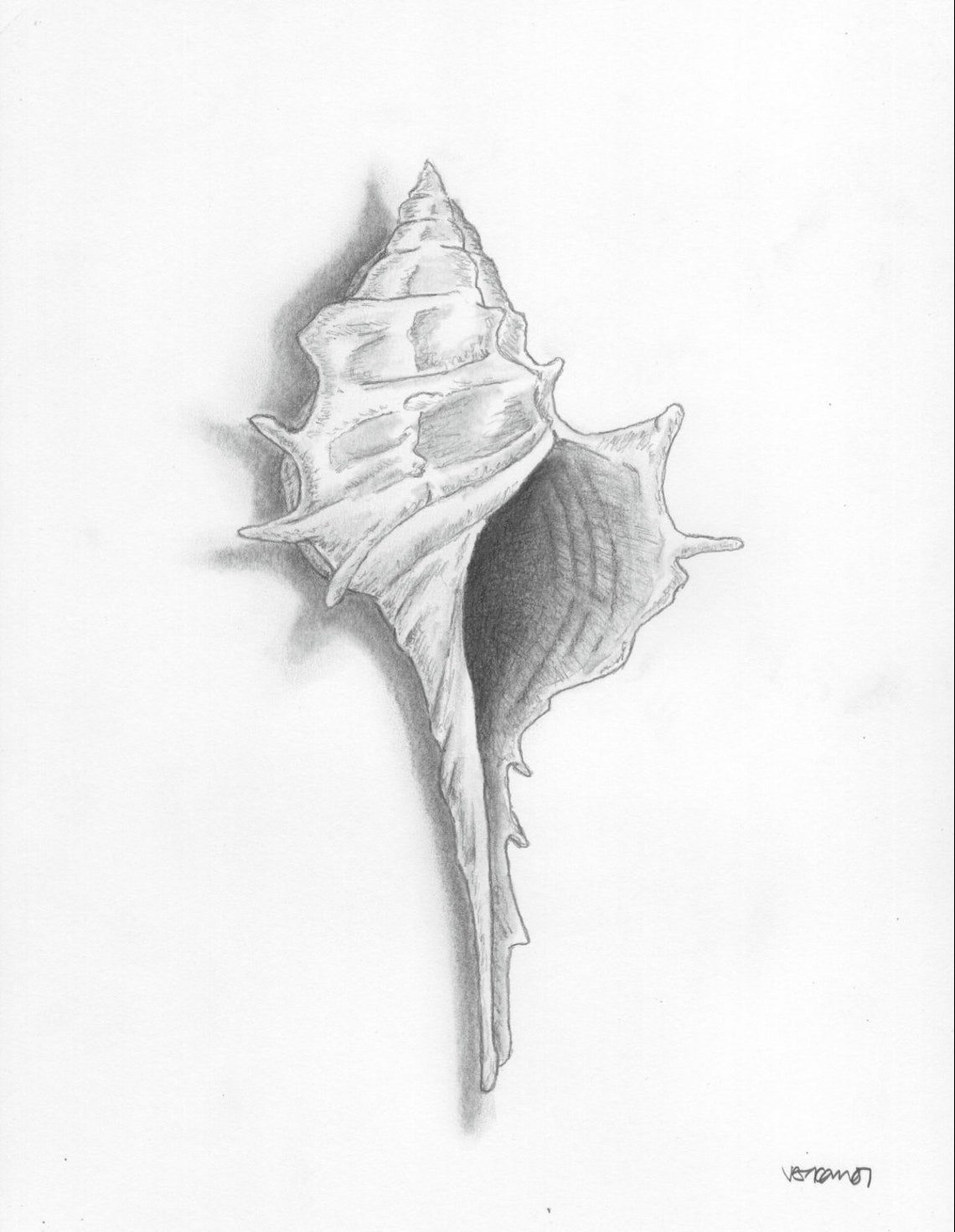 Conch Shell - Original Pencil Artwork - Etsy