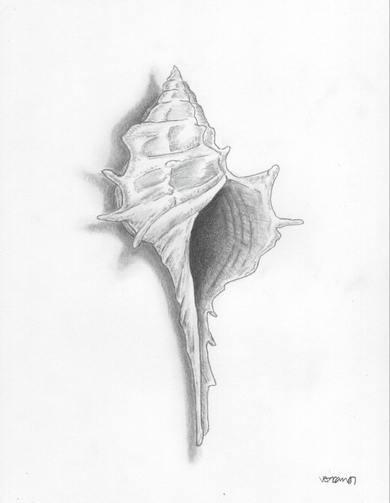 Conch Shell - Original Pencil Artwork - Etsy