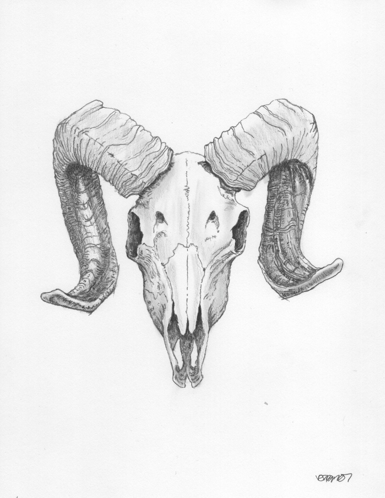 Ram Skull - Original Pencil Artwork - Etsy