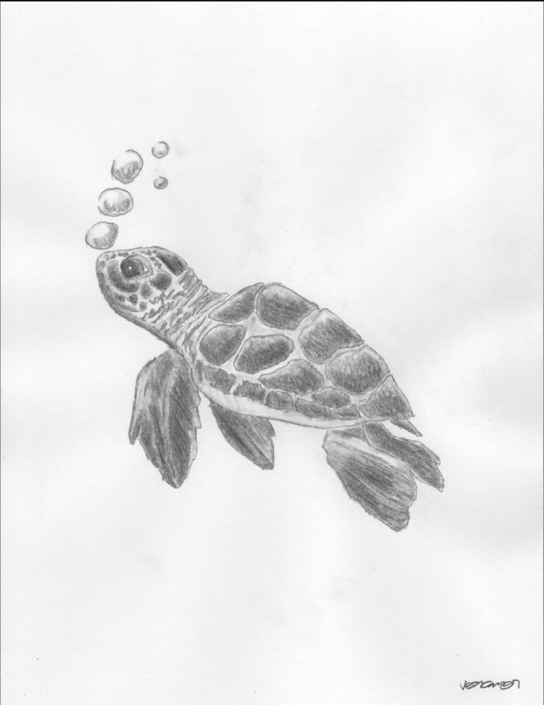 Sea Turtle Hatching Original Pencil Artwork - Etsy