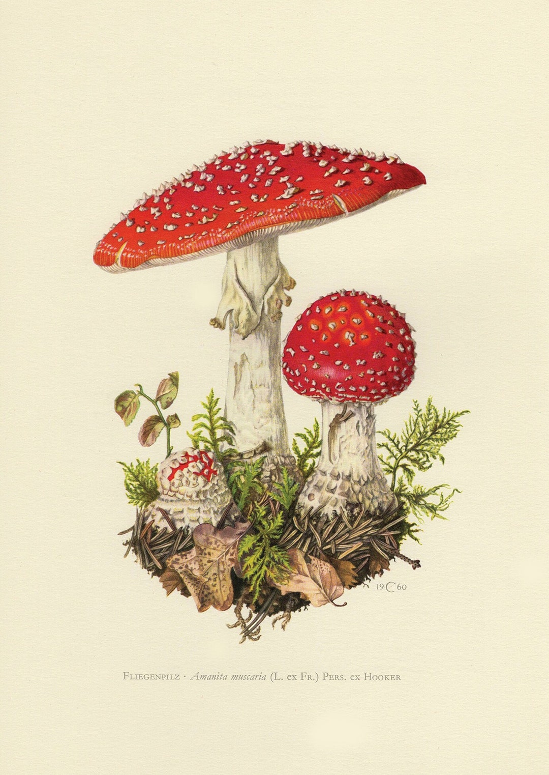 Vintage Botanical Print Amanita Muscaria Print Wall Art Etsy