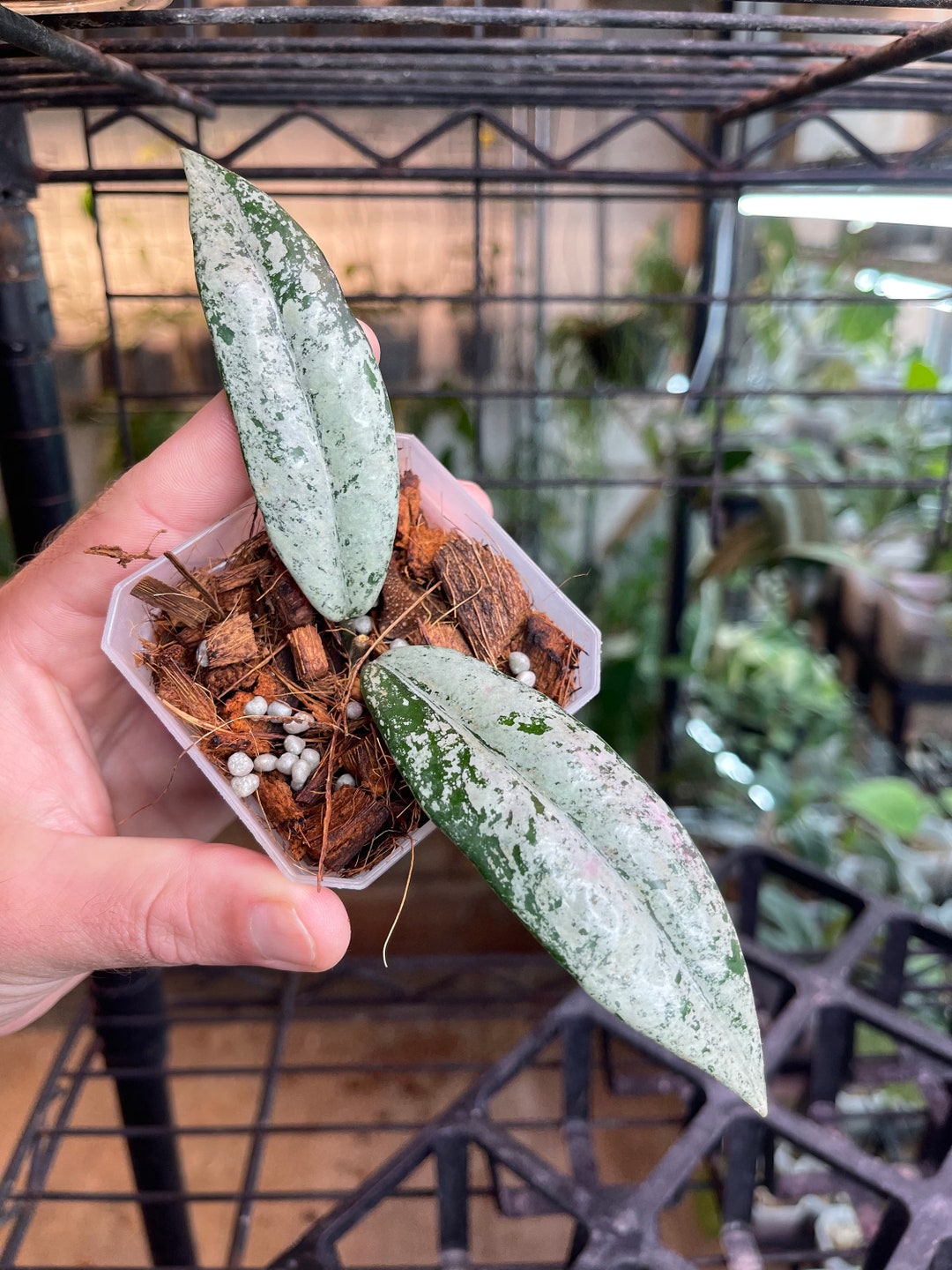 Hoya Carnosa wilbur Graves - Etsy