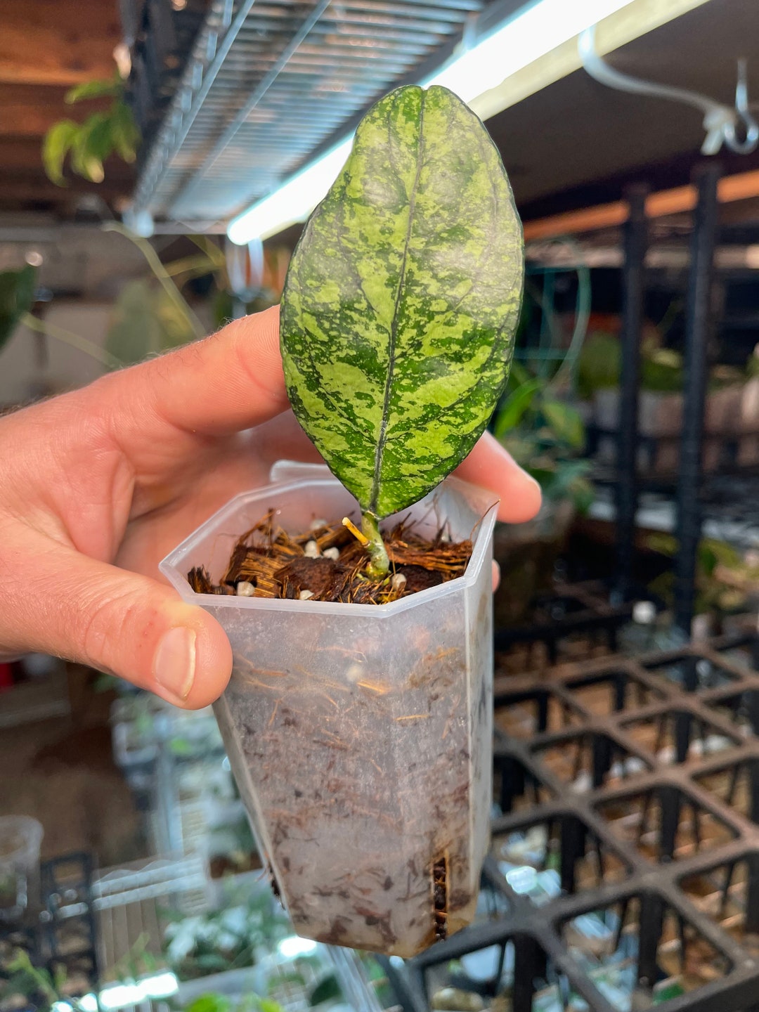 Hoya Crassipetiolata Splash - Etsy