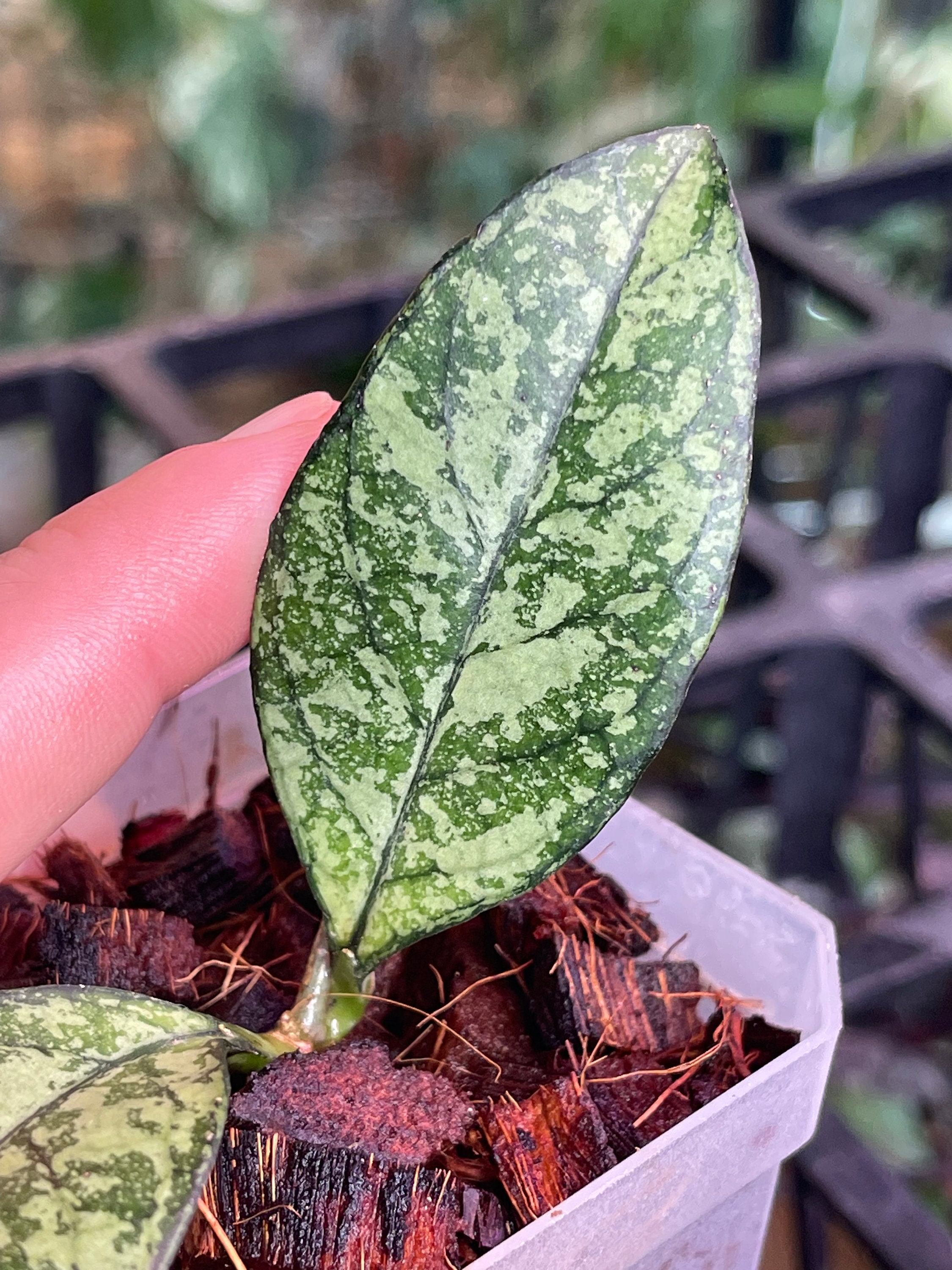 Hoya Crassipetiolata Splash - Etsy