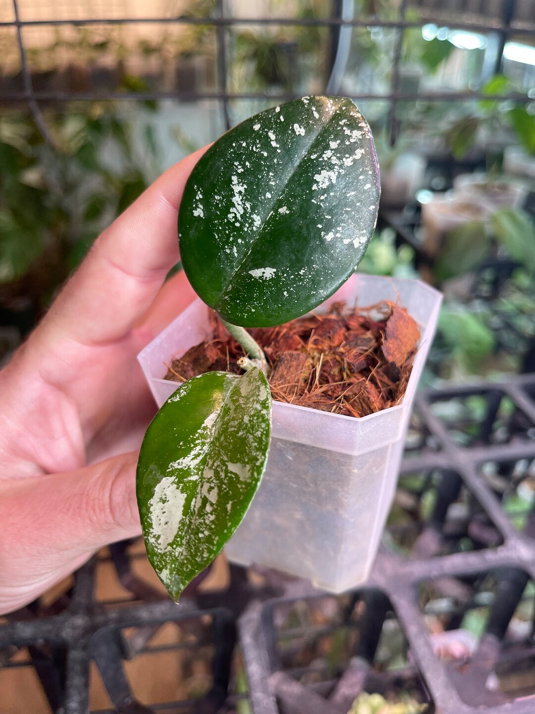 Hoya Carnosa freckles Splash - Etsy