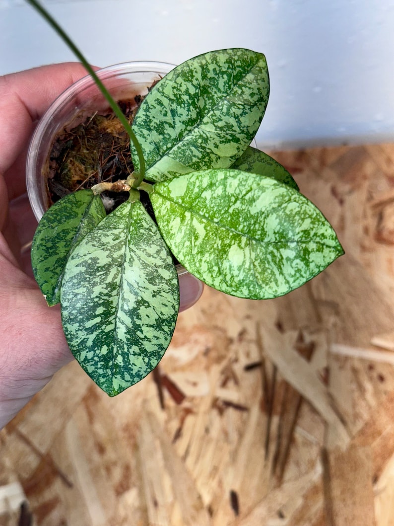 Hoya Crassipetiolata Splash Round Form - Etsy