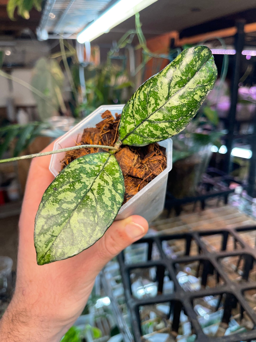 Hoya Crassipetiolata Splash - Etsy