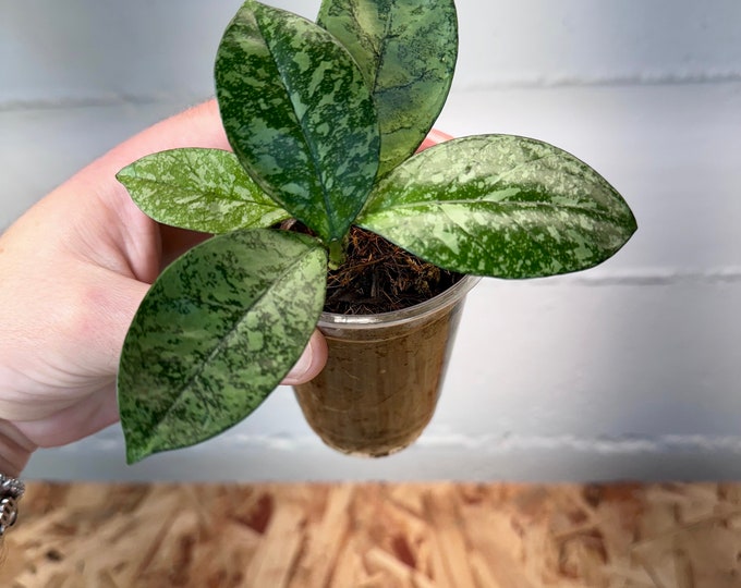 Hoya Crassipetiolata Splash Round Form - Etsy