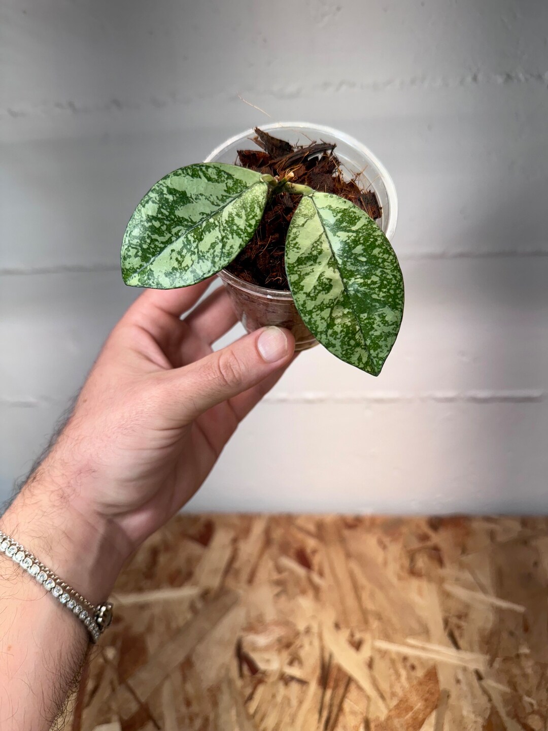 Hoya Crassipetiolata Splash Round Form - Etsy