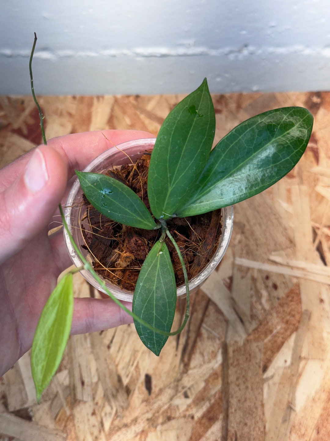 Hoya Butleriana - Etsy