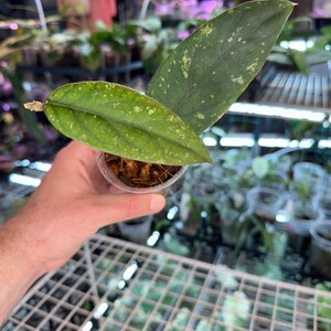 Hoya Sp. Aceh Splash - Etsy