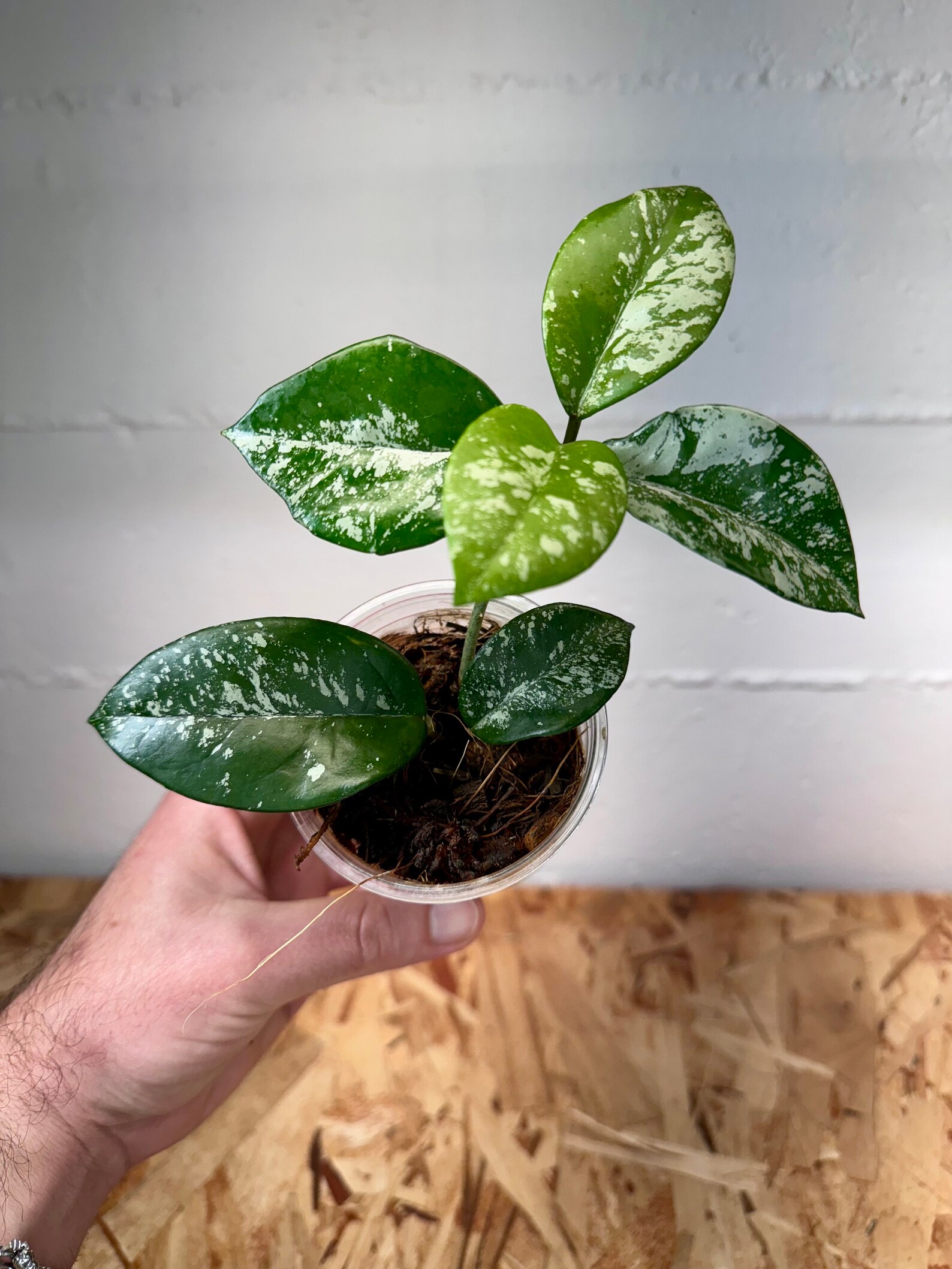 Hoya Carnosa freckles Splash - Etsy