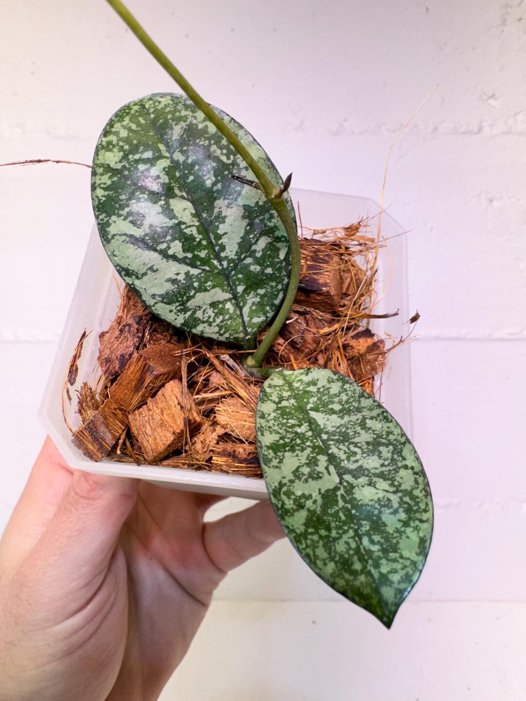 Hoya Crassipetiolata Splash Round Leaves - Etsy
