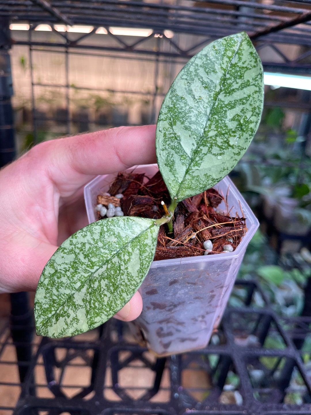 Hoya Crassipetiolata Splash Round Form - Etsy