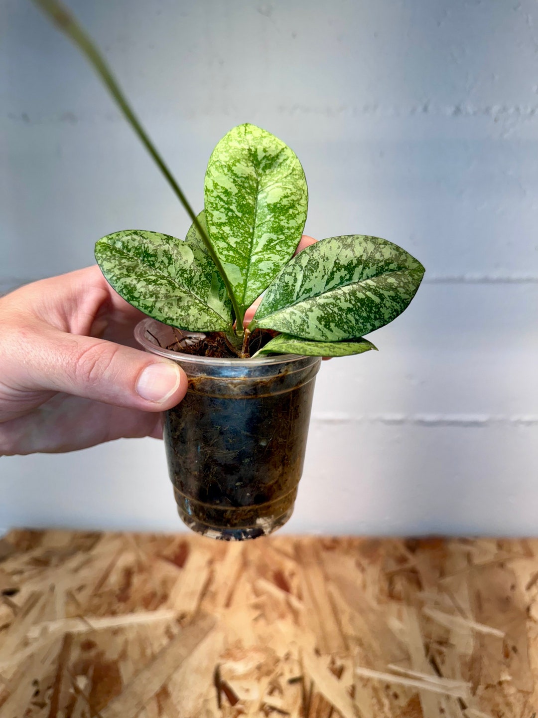 Hoya Crassipetiolata Splash Round Form - Etsy