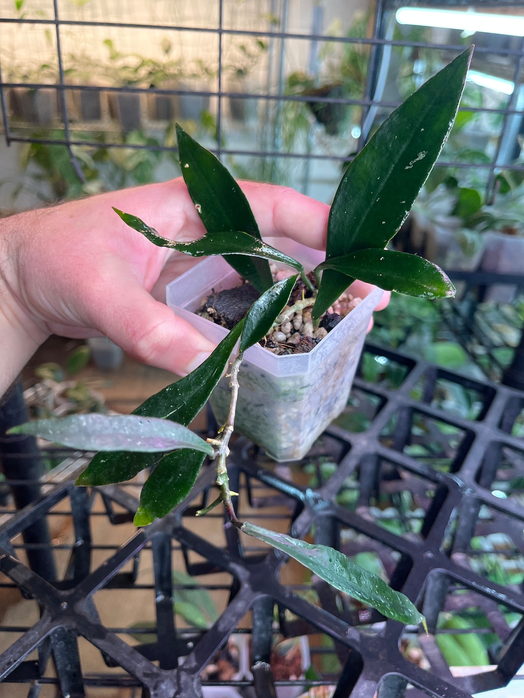 Hoya Mirabilis - Etsy