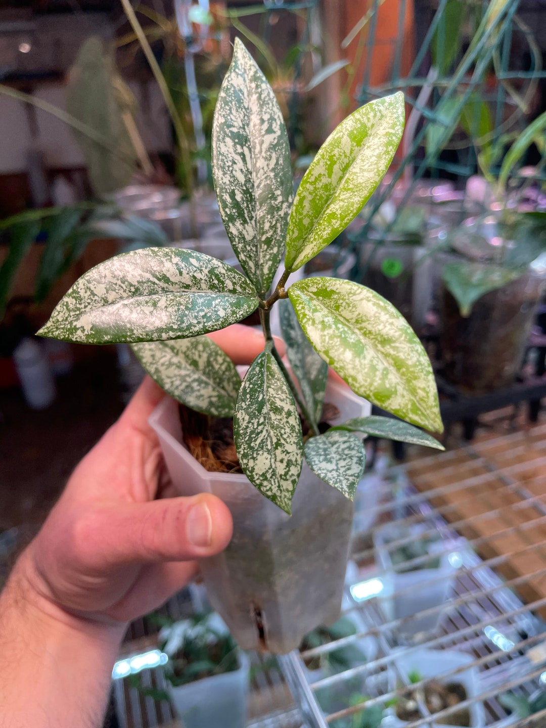 Hoya Carnosa wilbur Graves - Etsy