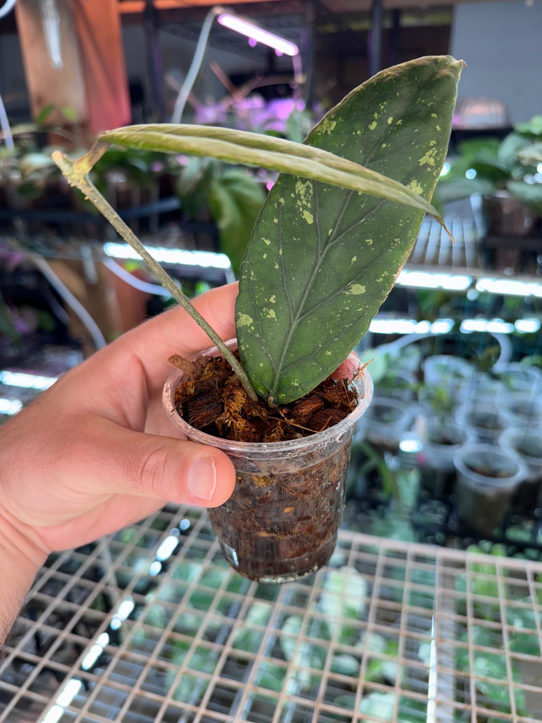 Hoya Sp. Aceh Splash - Etsy