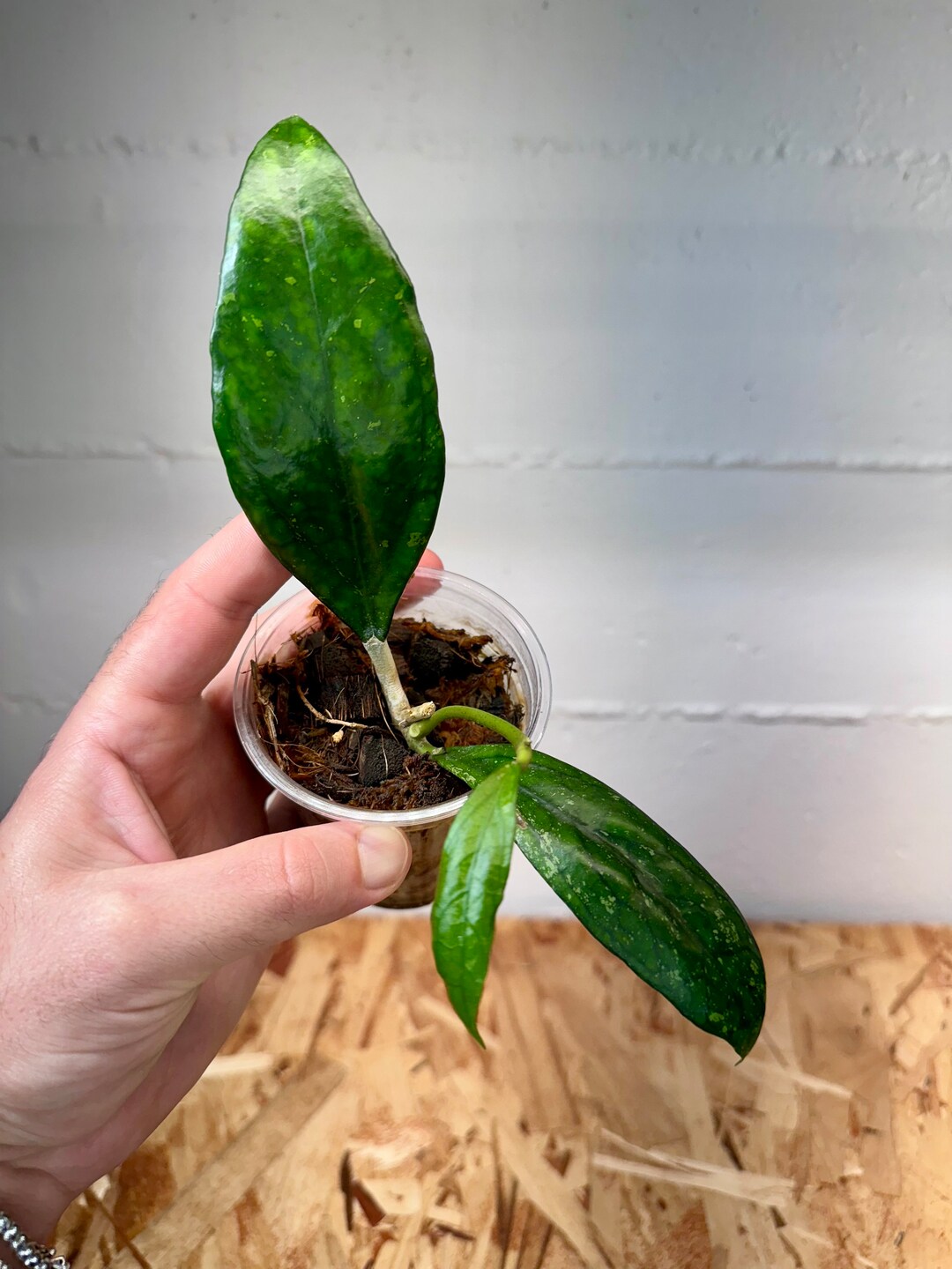 Hoya Sp germany - Etsy
