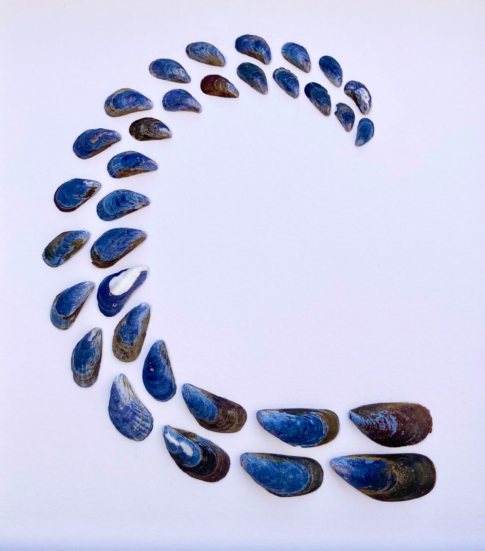 Large Mussel Shell Wave Coastal Wall Art in Blue, Unique Birthday Gift ...