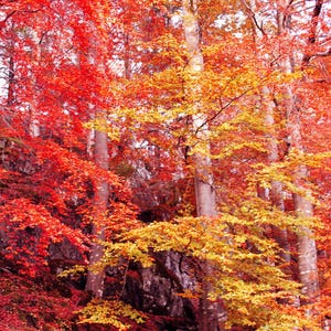 Stunning Norwegian Fall Original Photo-instant Download Art Photography ...